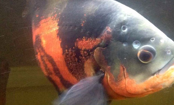 How to treat Hexamite -hole in the head disease-